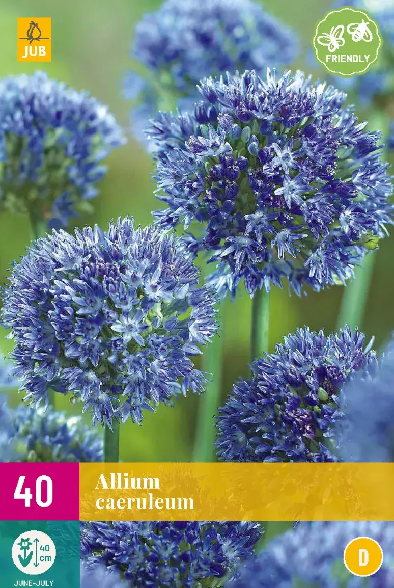 Allium caeruleum - Tuincentrum van Ee - Groot assortiment aan Groen!