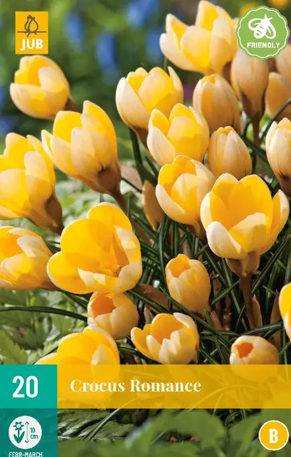 Crocus Romance - Tuincentrum van Ee - Groot assortiment aan Groen!