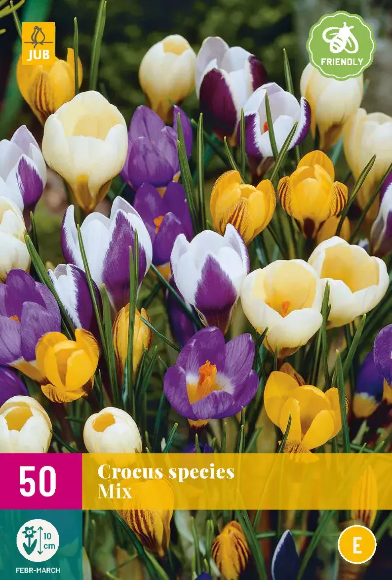 Crocus species Mix - Tuincentrum van Ee - Groot assortiment aan Groen!