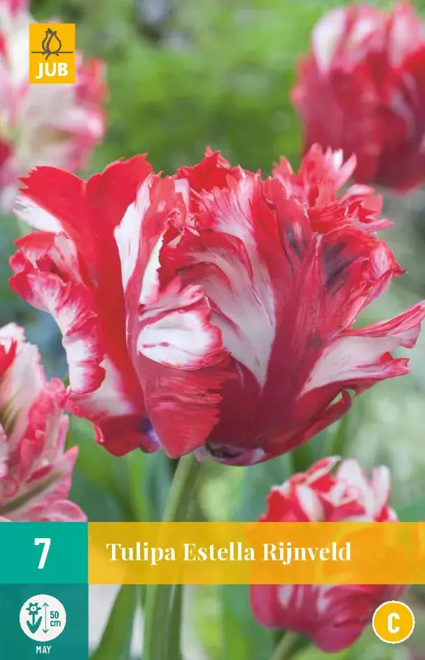 Tulipa Estella Rijnveld - Tuincentrum van Ee - Groot assortiment aan Groen!