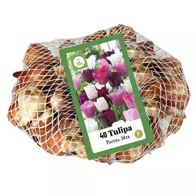 Tulipa Pastel Mix - Tuincentrum van Ee - Groot assortiment aan Groen!