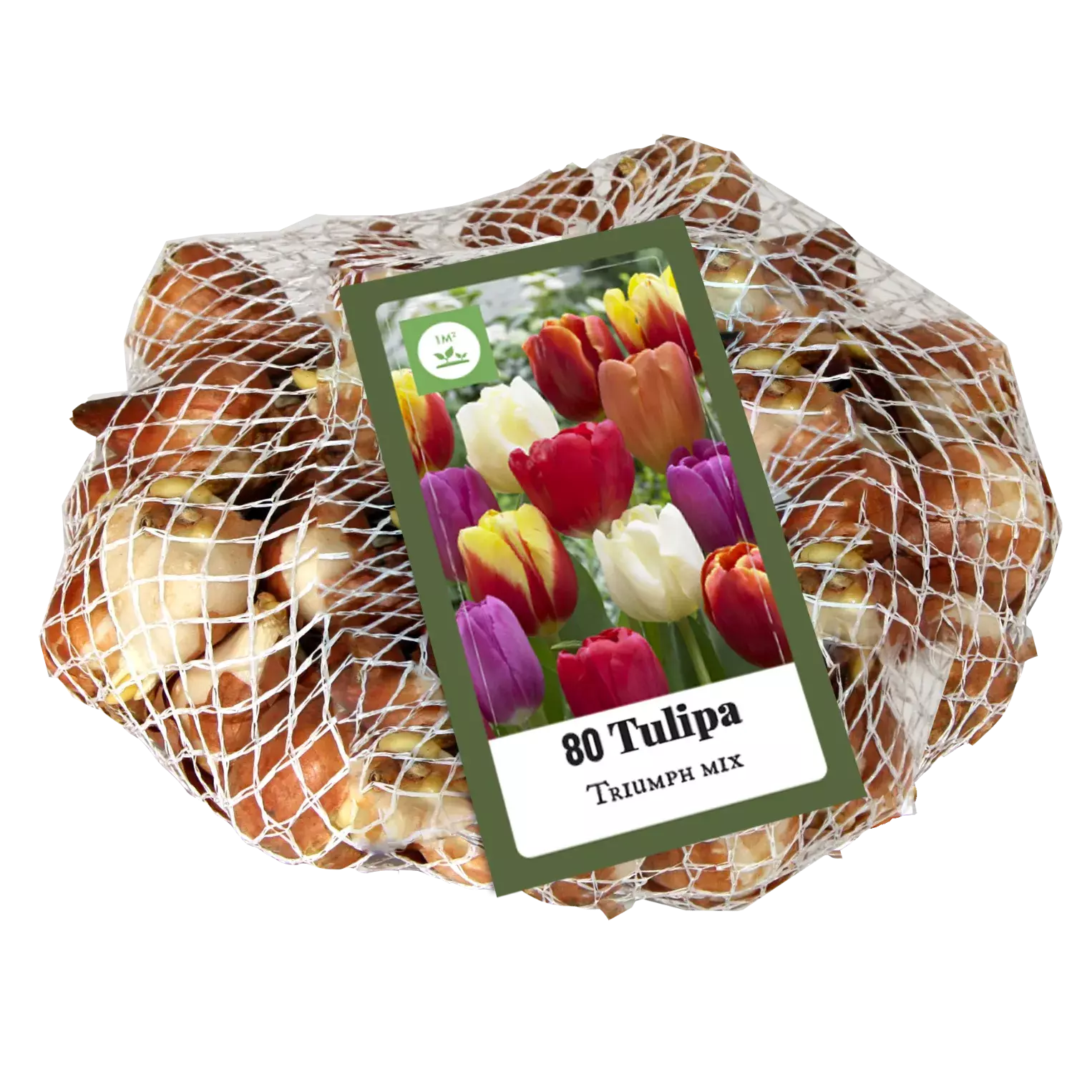 Tulipa Triumph Mix - Tuincentrum van Ee - Groot assortiment aan Groen!
