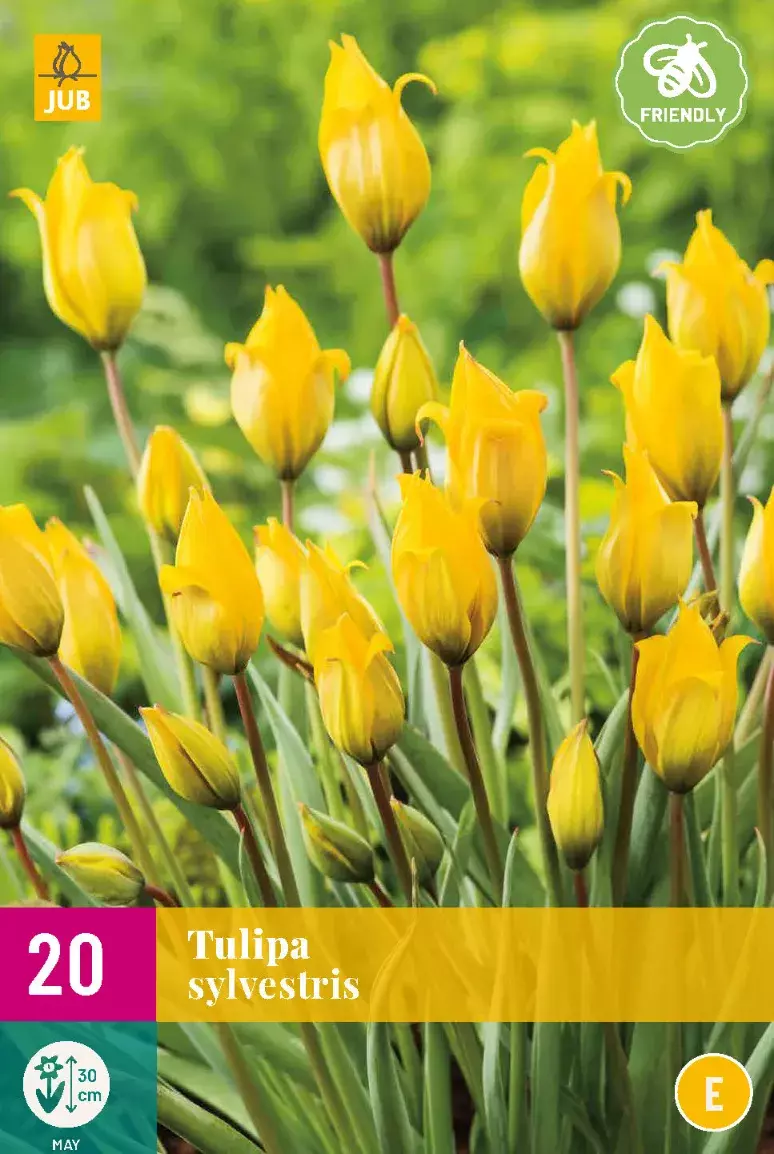 Tulipa sylvestris - Tuincentrum van Ee - Groot assortiment aan Groen!