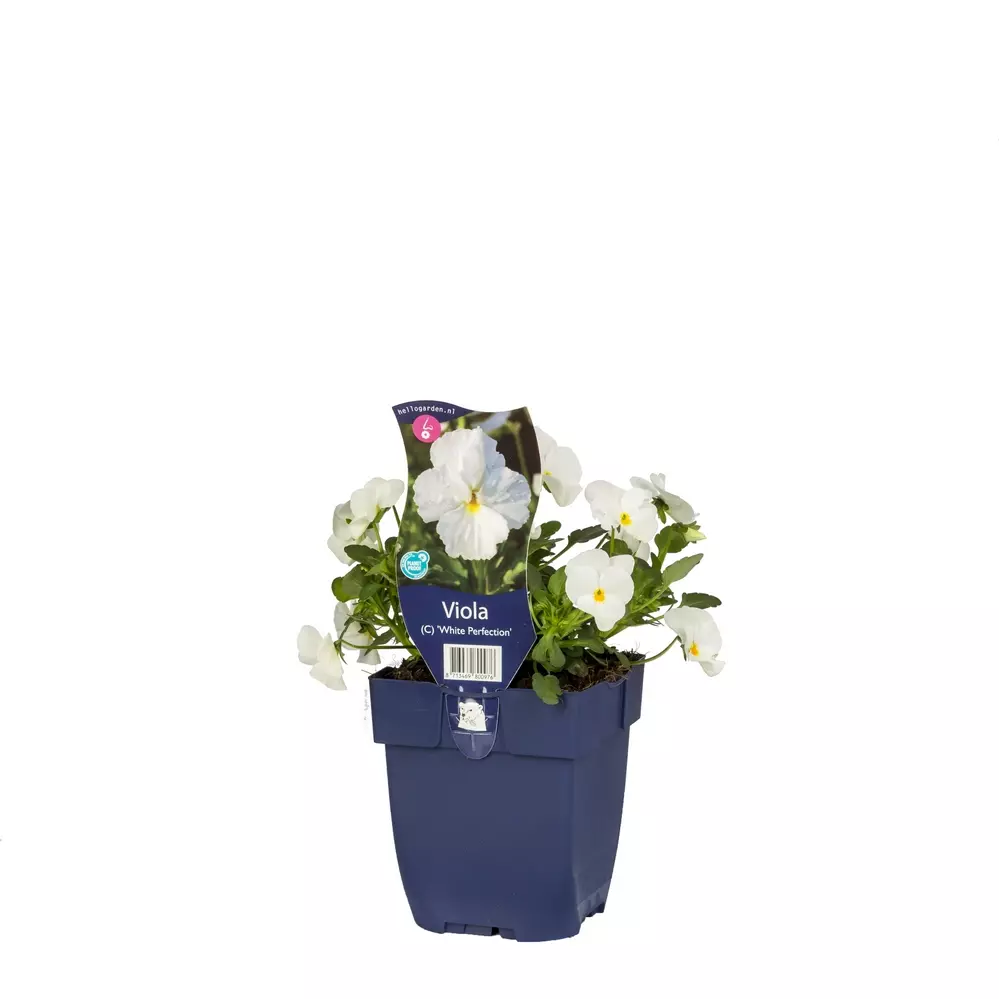 Viola (C) 'White Perfection' - Tuincentrum van Ee - Groot assortiment ...